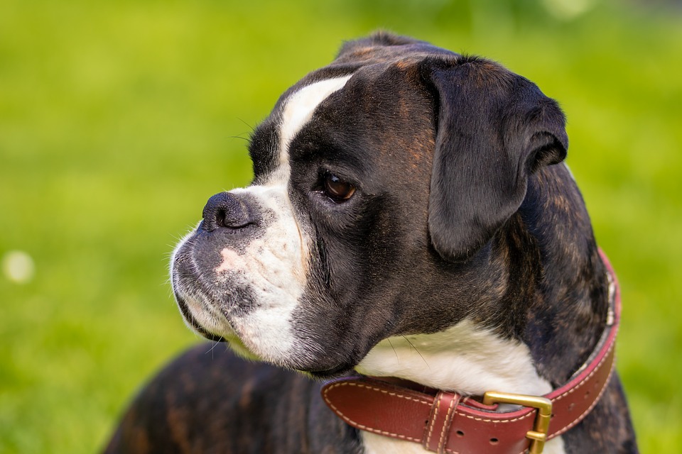 Quels sont les principaux problèmes de santé du boxer